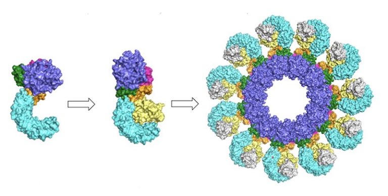 NLRP3 structure: portrait of an inflammatory driver - Boston Children's ...