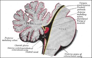 The choroid plexus: Exploring an unsung part of the brain - Boston ...