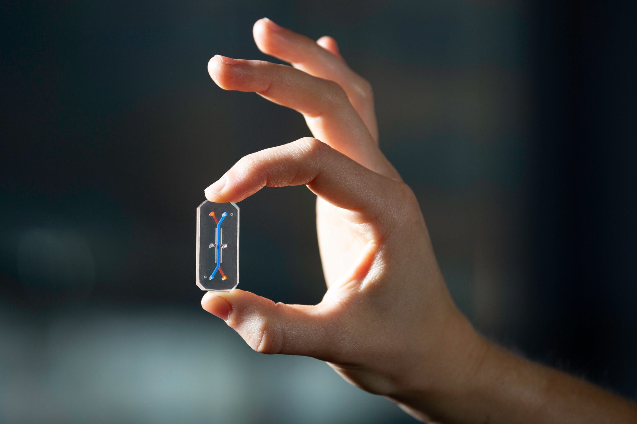 Bone marrow-on-a-chip provides new research directions for Shwachman ...