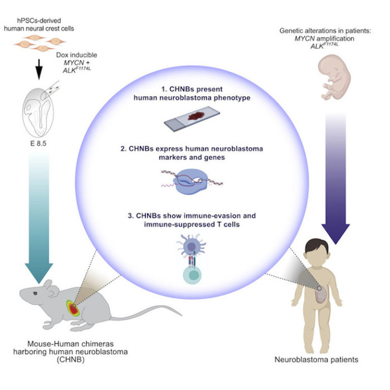 Mouse/human model provides new way to study neuroblastoma | Boston ...
