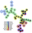Platelet profiles could inform care for bleeding disorders, cancer, and ...