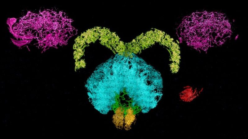 New brain imaging technique has incredible resolution - BCH Answers