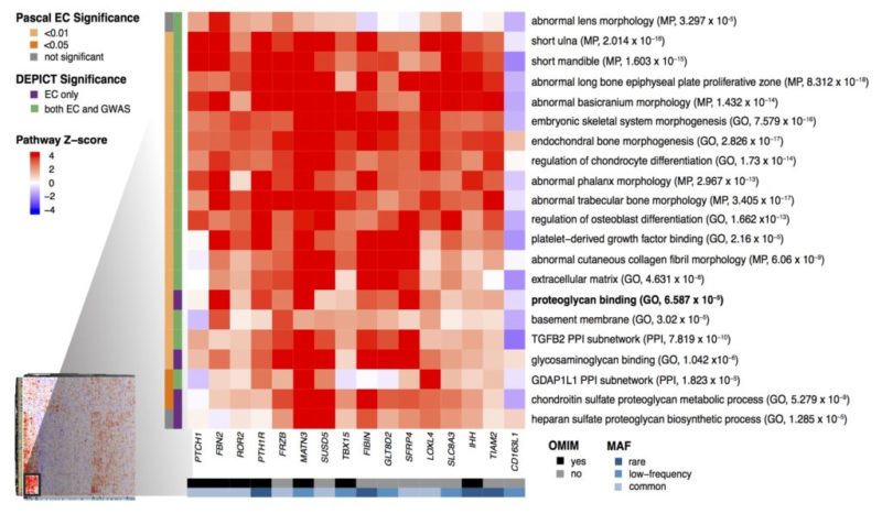 GIANT study uncovers potent height genes - Boston Children's Answers