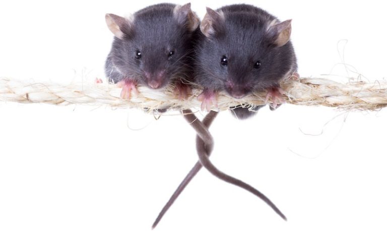 A huge leap for cloning - Boston Children's Answers A huge leap for cloning