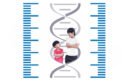 The genetics of height: Closer to cracking the code - Boston Children's ...