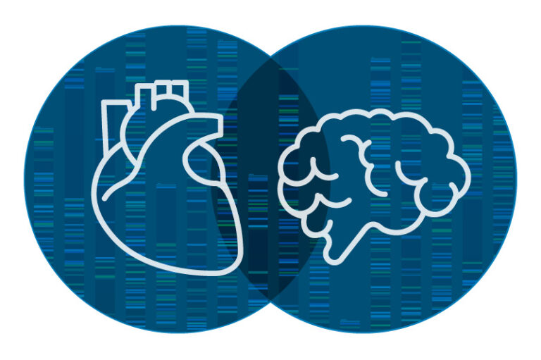 Connecting heart and autism genes - Boston Children's Answers