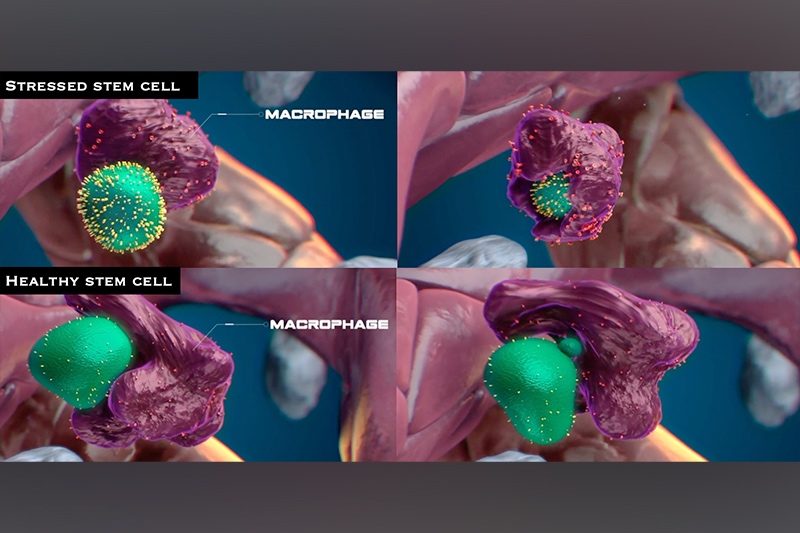 Curbing blood cancers: Teaching macrophages to kill mutant stem cells ...